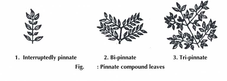 Leaf: Structure, Types, Parts and Modifications - Biology Ease