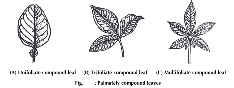 Leaf: Structure, Types, Parts and Modifications - Biology Ease