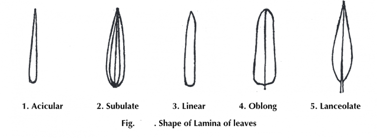 Leaf: Structure, Types, Parts and Modifications - Biology Ease