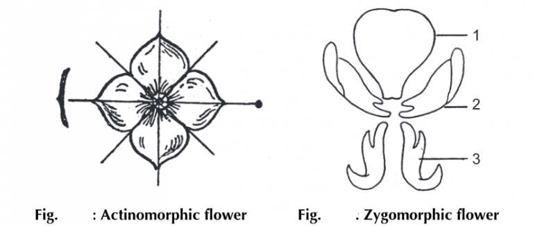 Flower Anatomy and Physiology - Biology Ease