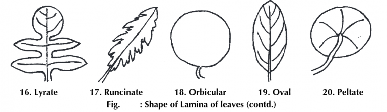 Leaf: Structure, Types, Parts and Modifications - Biology Ease