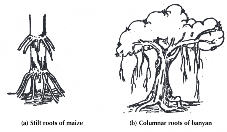 Roots: Definition, Types, Morphology and Function - Biology Ease