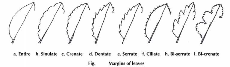Leaf: Structure, Types, Parts and Modifications - Biology Ease