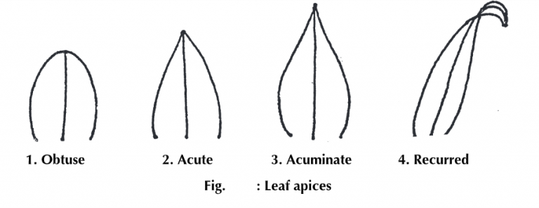 Leaf: Structure, Types, Parts and Modifications - Biology Ease