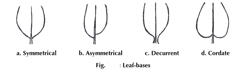 Leaf: Structure, Types, Parts and Modifications - Biology Ease