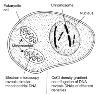 Mitochondrial DNA: Structure, Replication and Gene organization ...