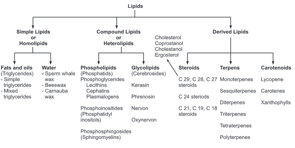 Classification of Lipids - Biology Ease