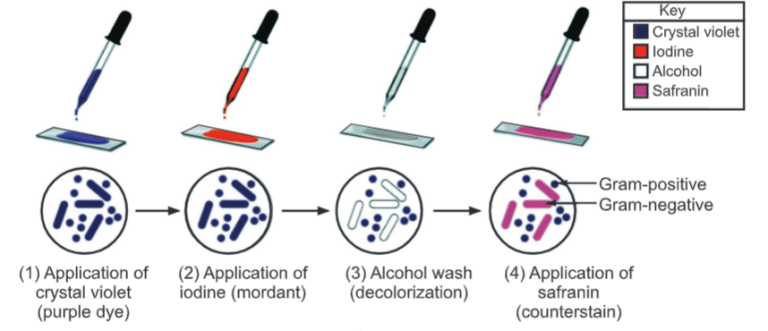 Gram Staining: Principle, Theories, Procedure and Examples - Biology Ease