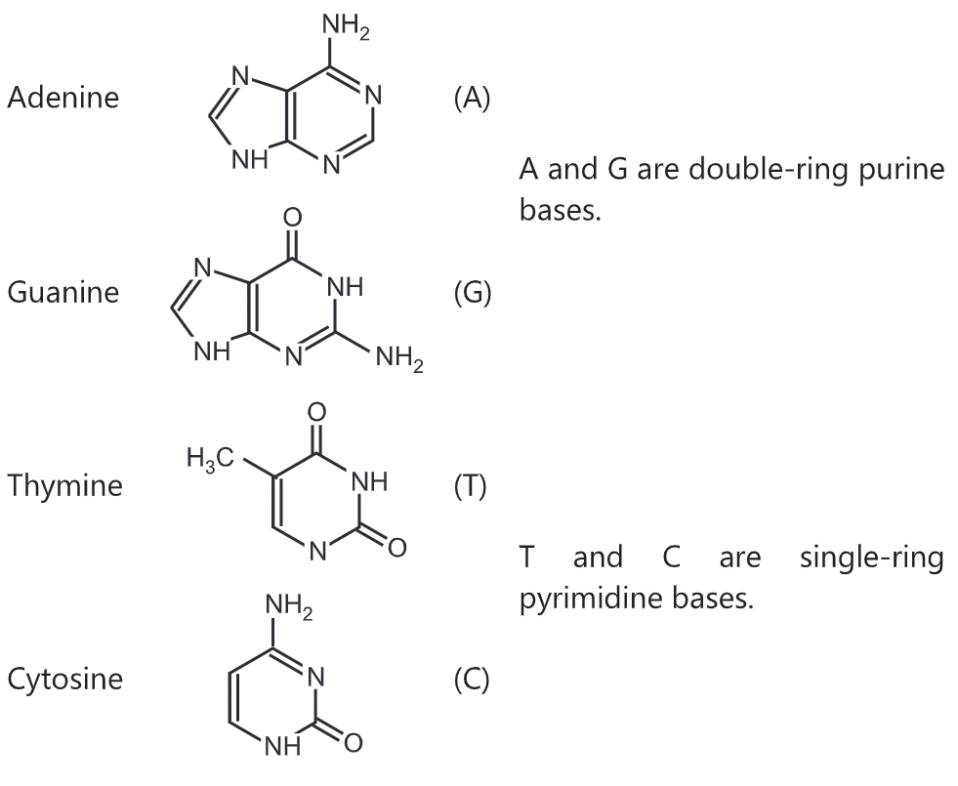 Deoxyribonucleic acid (DNA) - Biology Ease