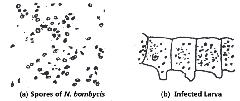 Silkworm Diseases - Biology Ease