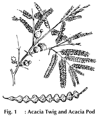 Gum Acacia - Biology Ease