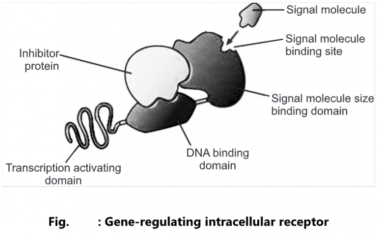 Types of Receptors - Biology Ease