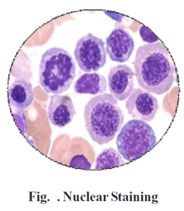 Giemsa staining - Biology Ease