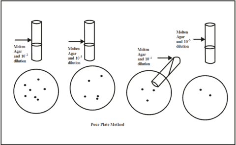 Pour Plate Technique: Principle, Procedure, Results - Biology Ease
