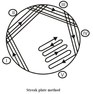 Streak plate method: Principle, Procedure, Results - Biology Ease
