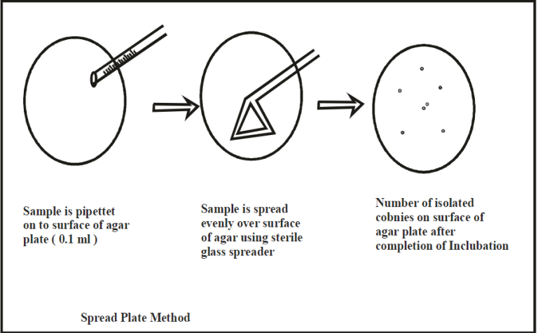 Spread plate method: Principle, Procedure, Results - Biology Ease