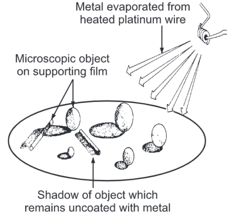 Transmission Electron Microscope (TEM) - Biology Ease