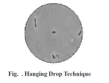 Hanging Drop Technique - Biology Ease