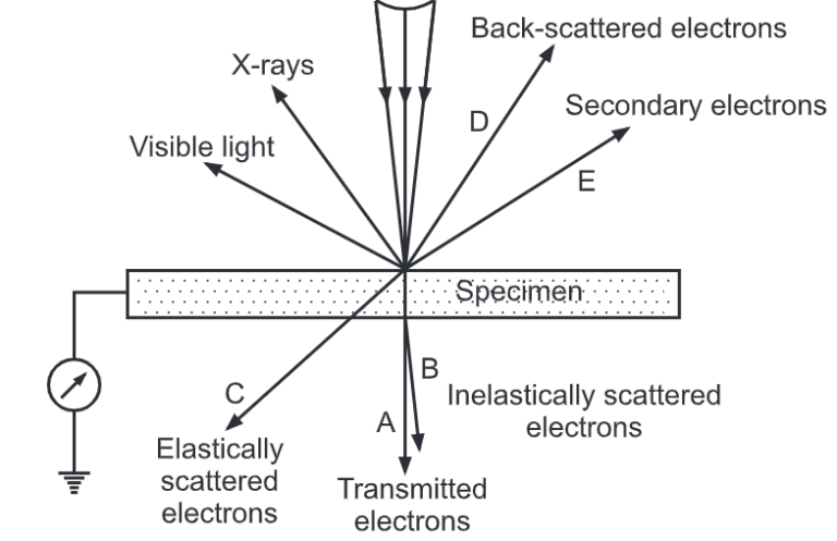 Transmission Electron Microscope (TEM) - Biology Ease