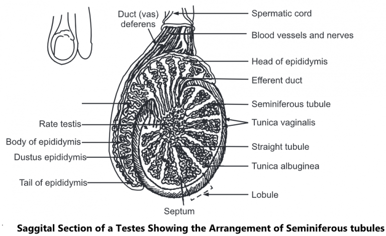 Male Reproductive System: Structure & Functions - Biology Ease