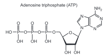 Adenosine Triphosphate (ATP): Definition, Structure, Function - Biology ...
