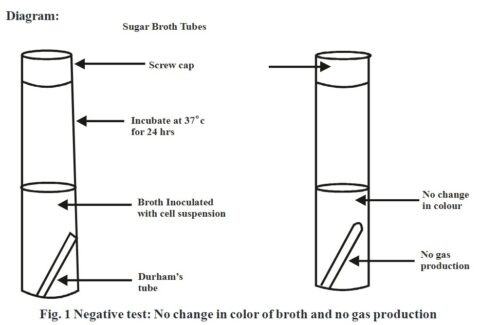 Biochemical Tests - Biology Ease
