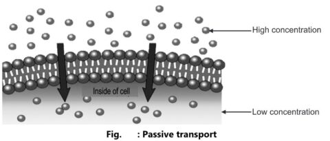 Transport across plasma membrane - Biology Ease