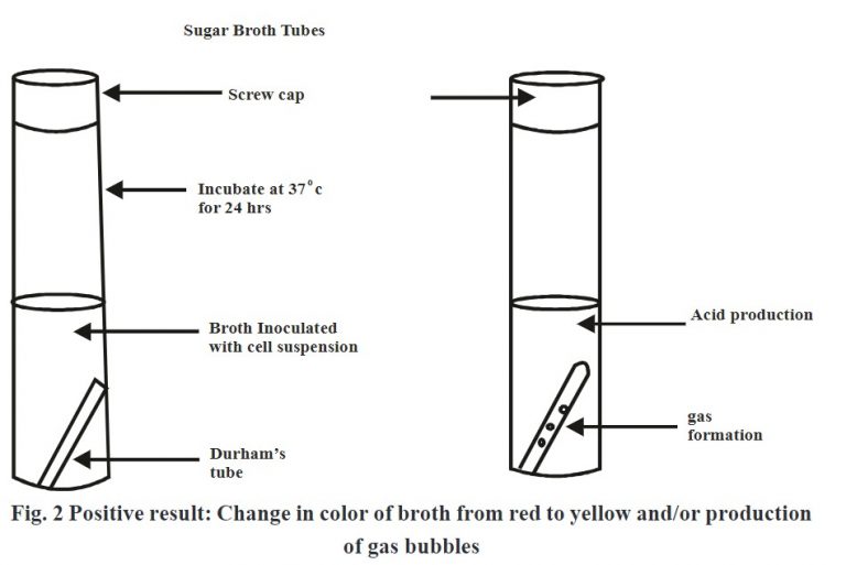 Biochemical Tests - Biology Ease