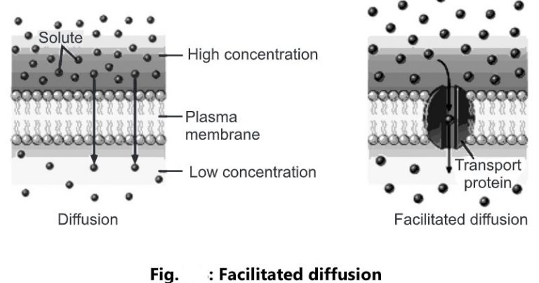 Transport across plasma membrane - Biology Ease