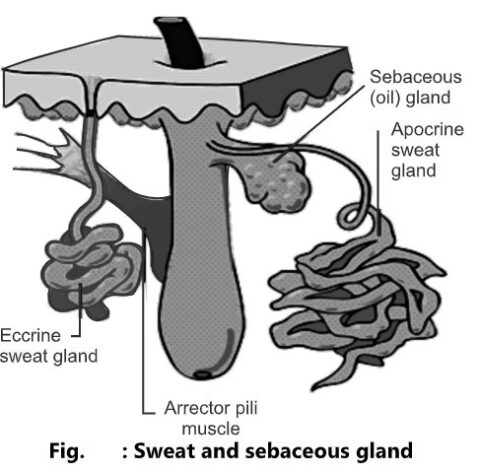 Skin: Structure and Function - Biology Ease