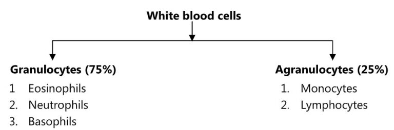Types of White Blood Cells (WBC) - Biology Ease