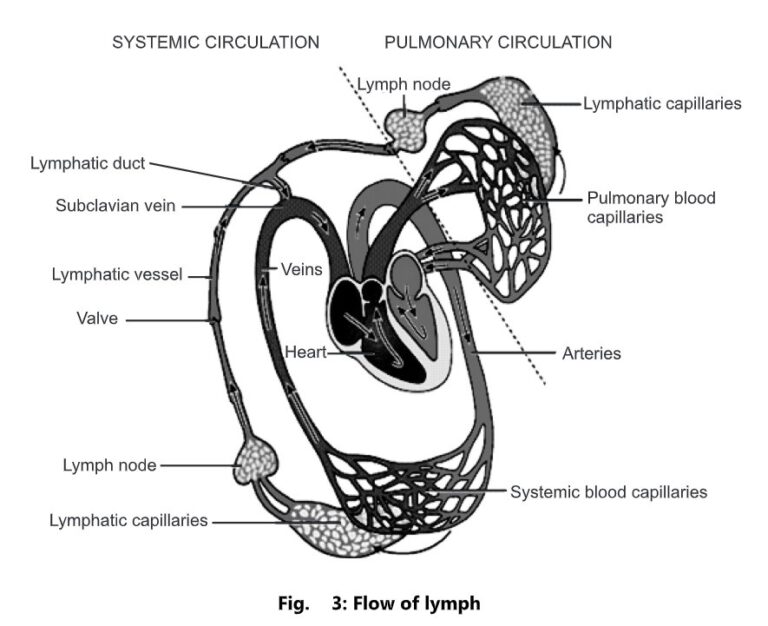 Lymphatic system: Components and Functions - Biology Ease