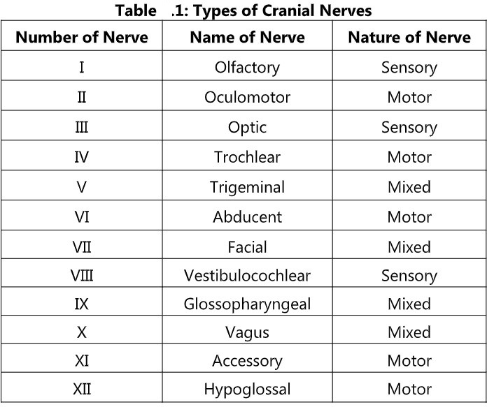 What Is The Difference Between Cranial Sensory And Motor Nerves What Is The Difference Between Cranial Sensory And Motor Nerves