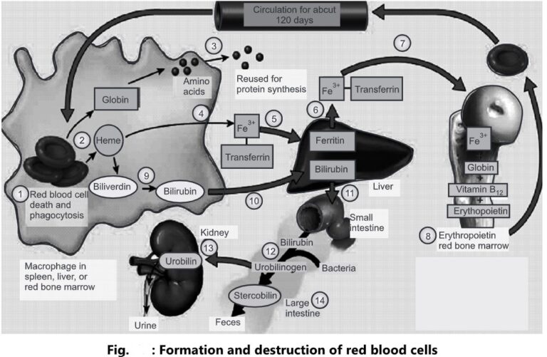 Red Blood Cells: Structure, Function and Life Cycle - Biology Ease