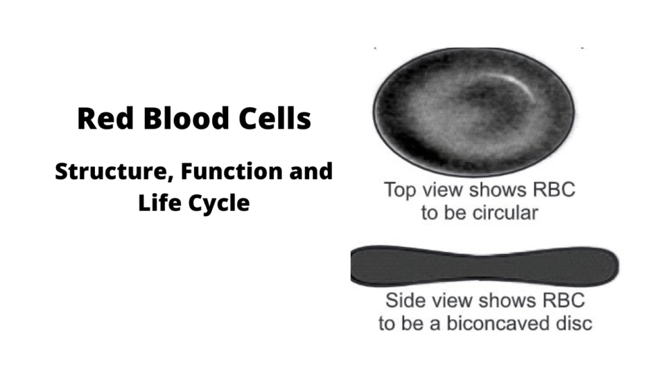 Types of White Blood Cells (WBC) - Biology Ease