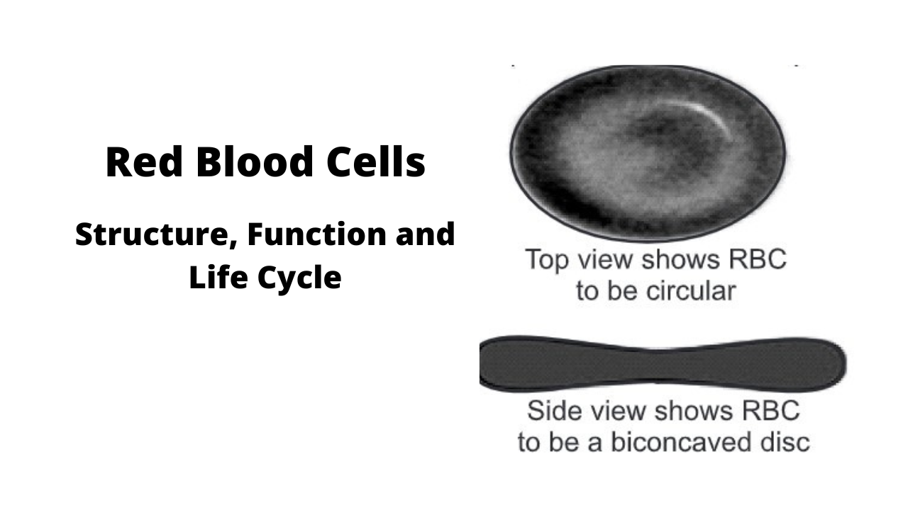 Immunoglobulins: Structure, Classification, Function - Biology Ease