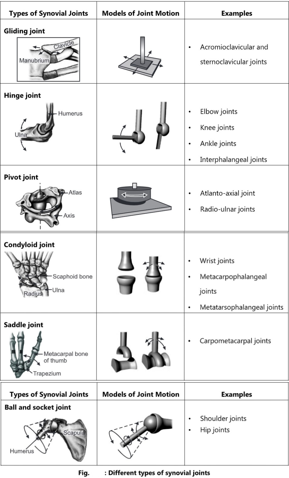 Classification of Joints - Biology Ease Classification of Joints - Biology Ease