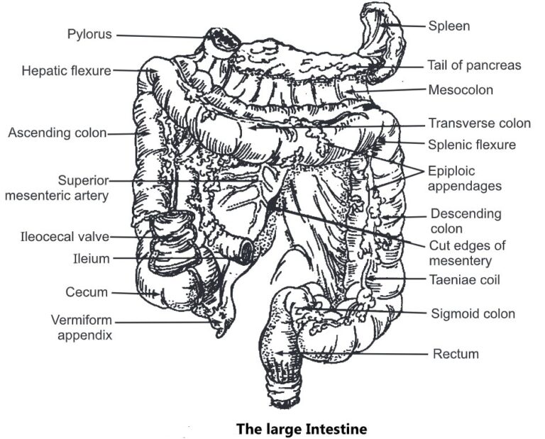 Digestive System: Anatomy, Organs and Functions - Biology Ease