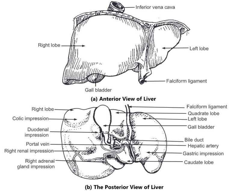 Digestive System: Anatomy, Organs and Functions - Biology Ease