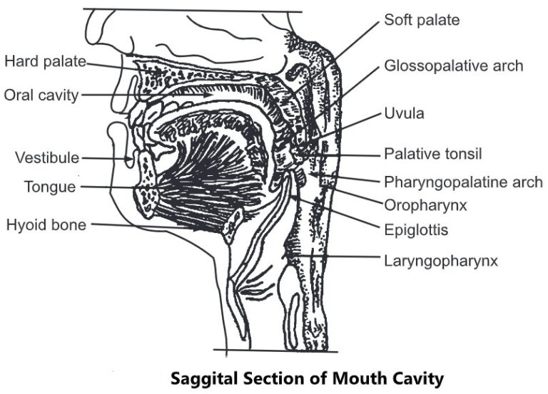 Digestive System: Anatomy, Organs and Functions - Biology Ease
