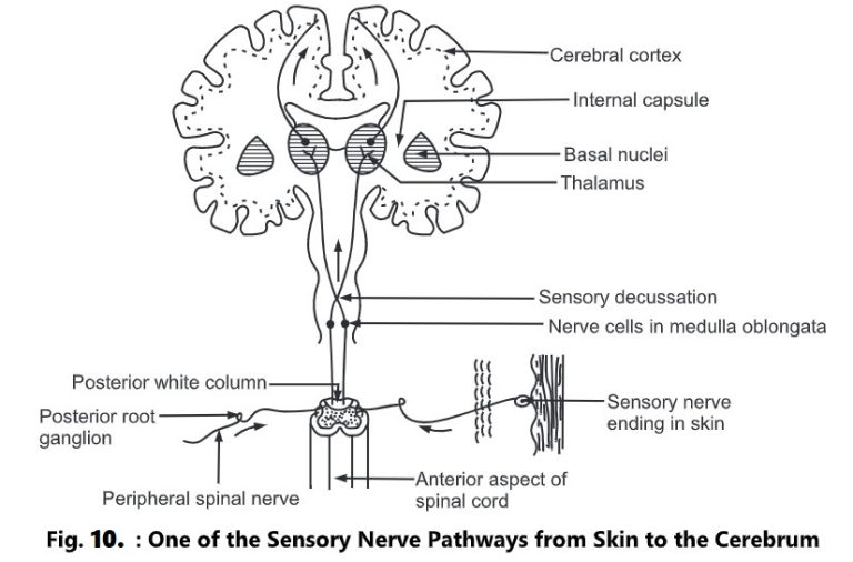 Human Brain: Structure, Parts, Function, Diagram - BIOLOGY EASE