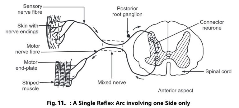 Human Brain: Structure, Parts, Function, Diagram - BIOLOGY EASE