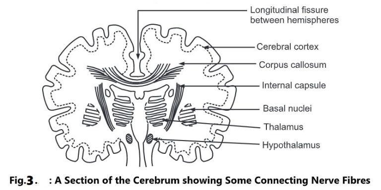 Human Brain: Structure, Parts, Function, Diagram - BIOLOGY EASE