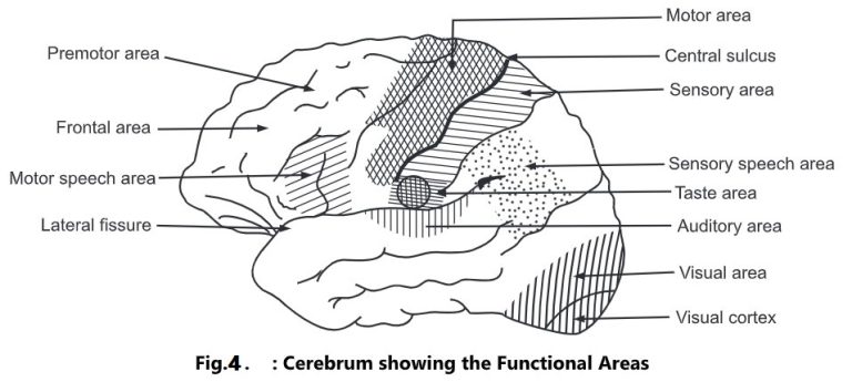 Human Brain: Structure, Parts, Function, Diagram - BIOLOGY EASE