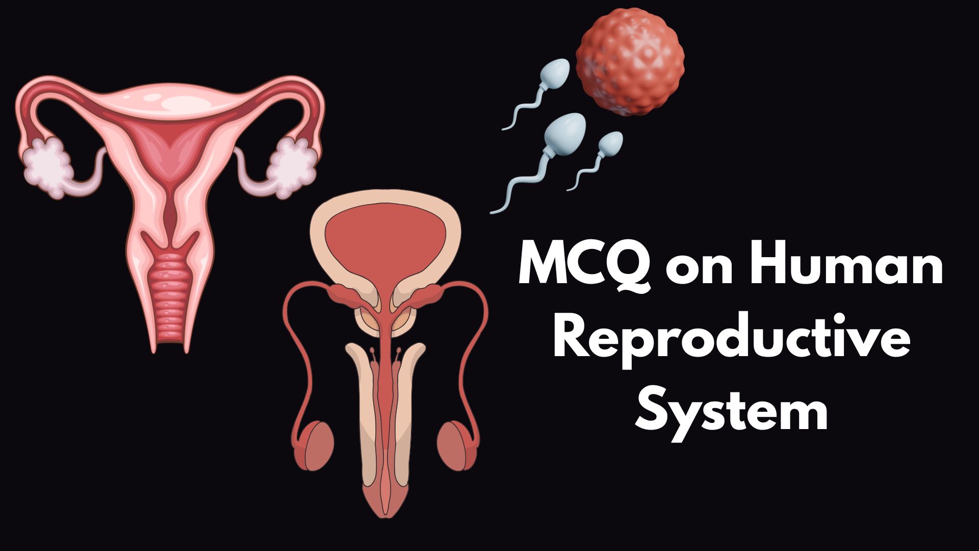 MCQ on Human Reproductive System - Biology Ease