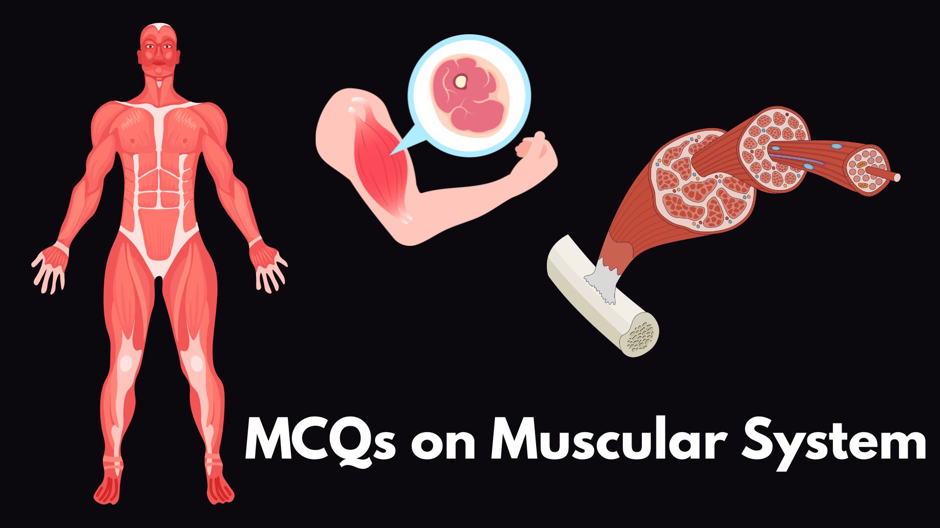 MCQ on Muscular System - Biology Ease