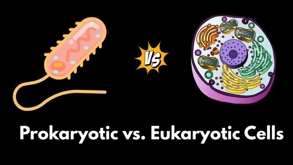 Prokaryotic vs. Eukaryotic Cells - Biology Ease