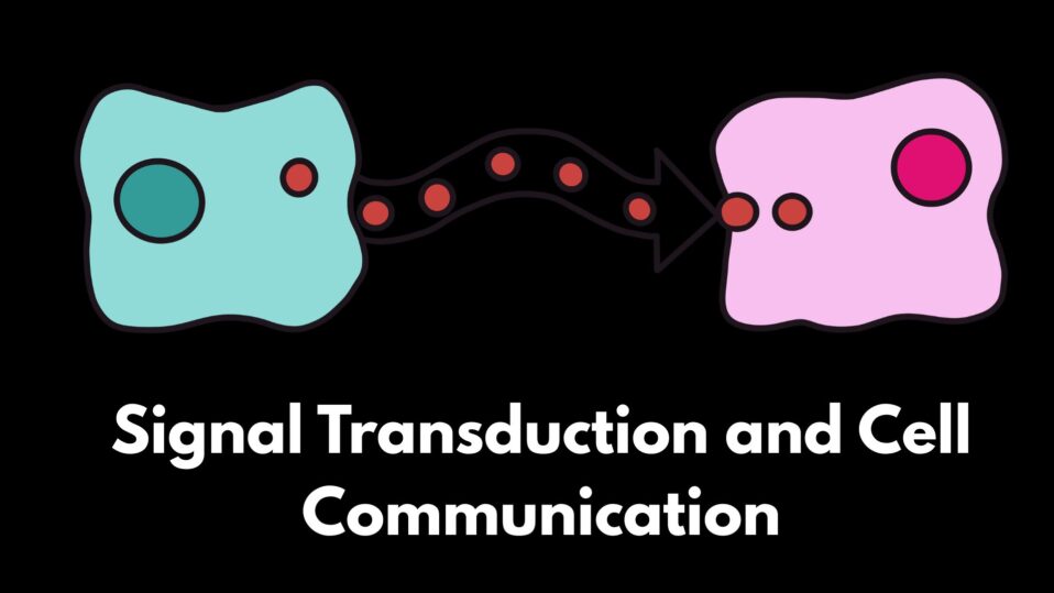 Signal Transduction and Cell Communication - Biology Ease