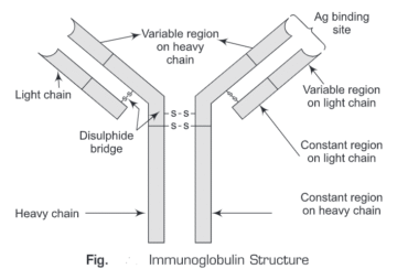 What are the smallest cells known and in diameter? - Biology Ease